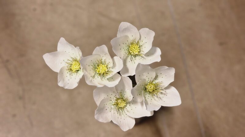 Glögg og godter - Juleroser - Virkeværk